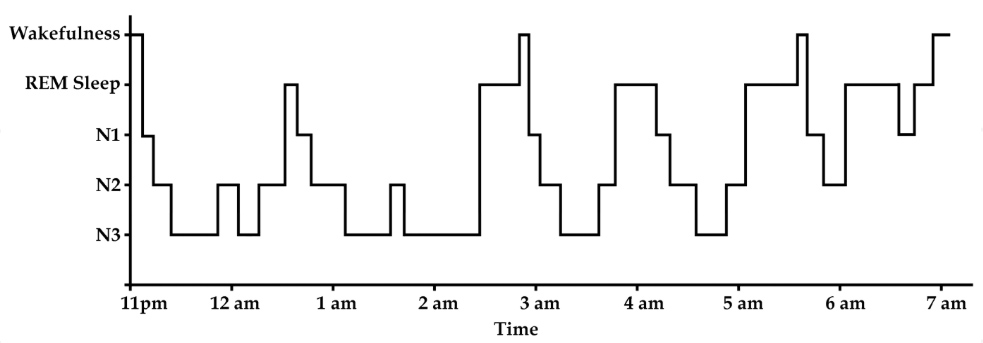 How To Optimize Your Sleep Cycles For A Restorative Night's Sleep ...